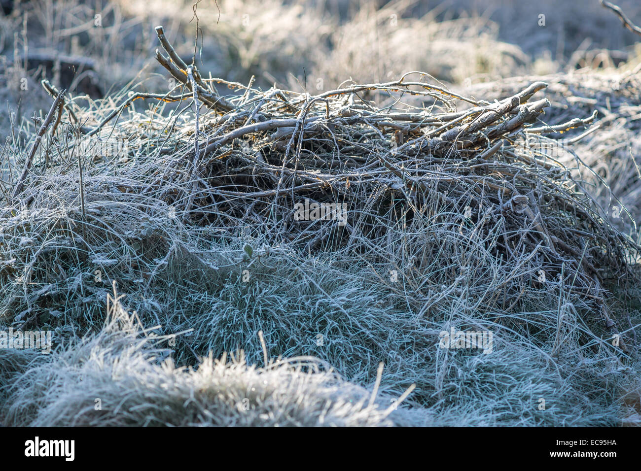 Frozen pile sticks cool cold hi-res stock photography and images - Alamy