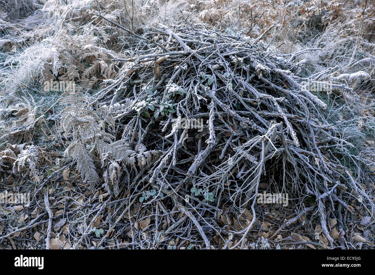 Frozen sticks hi-res stock photography and images - Alamy