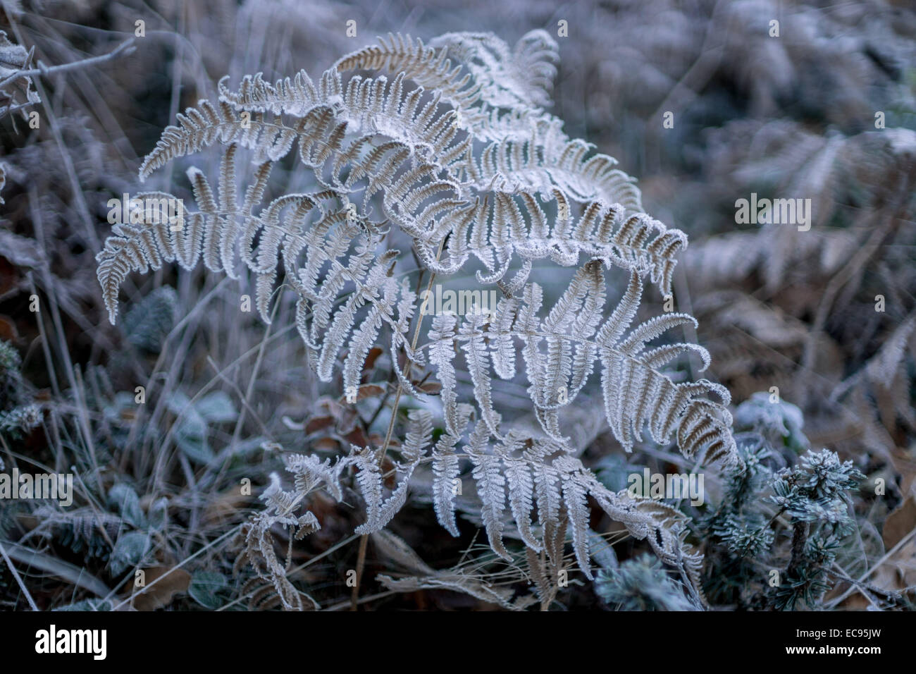 Frozen fern leaf cool cold hoar frost covered winter Stock Photo - Alamy