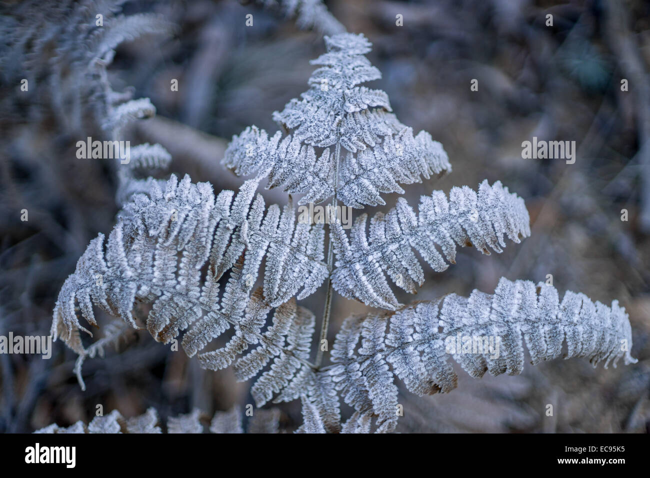 Frozen fern leaf cool cold hoar frost covered winter Stock Photo - Alamy