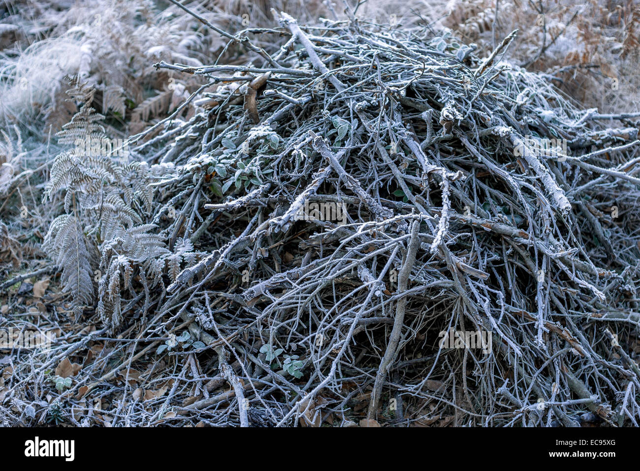 Frozen pile of sticks cool cold hoar frost covered winter Stock Photo ...