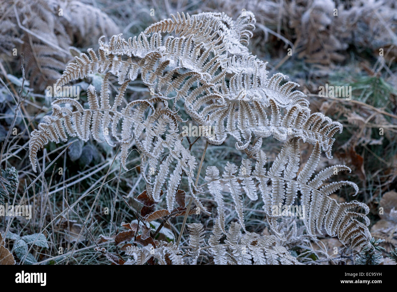 Frozen fern leaf cool cold hoar frost covered winter Stock Photo - Alamy