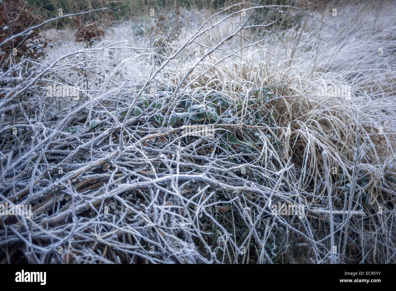 Frozen sticks hi-res stock photography and images - Alamy