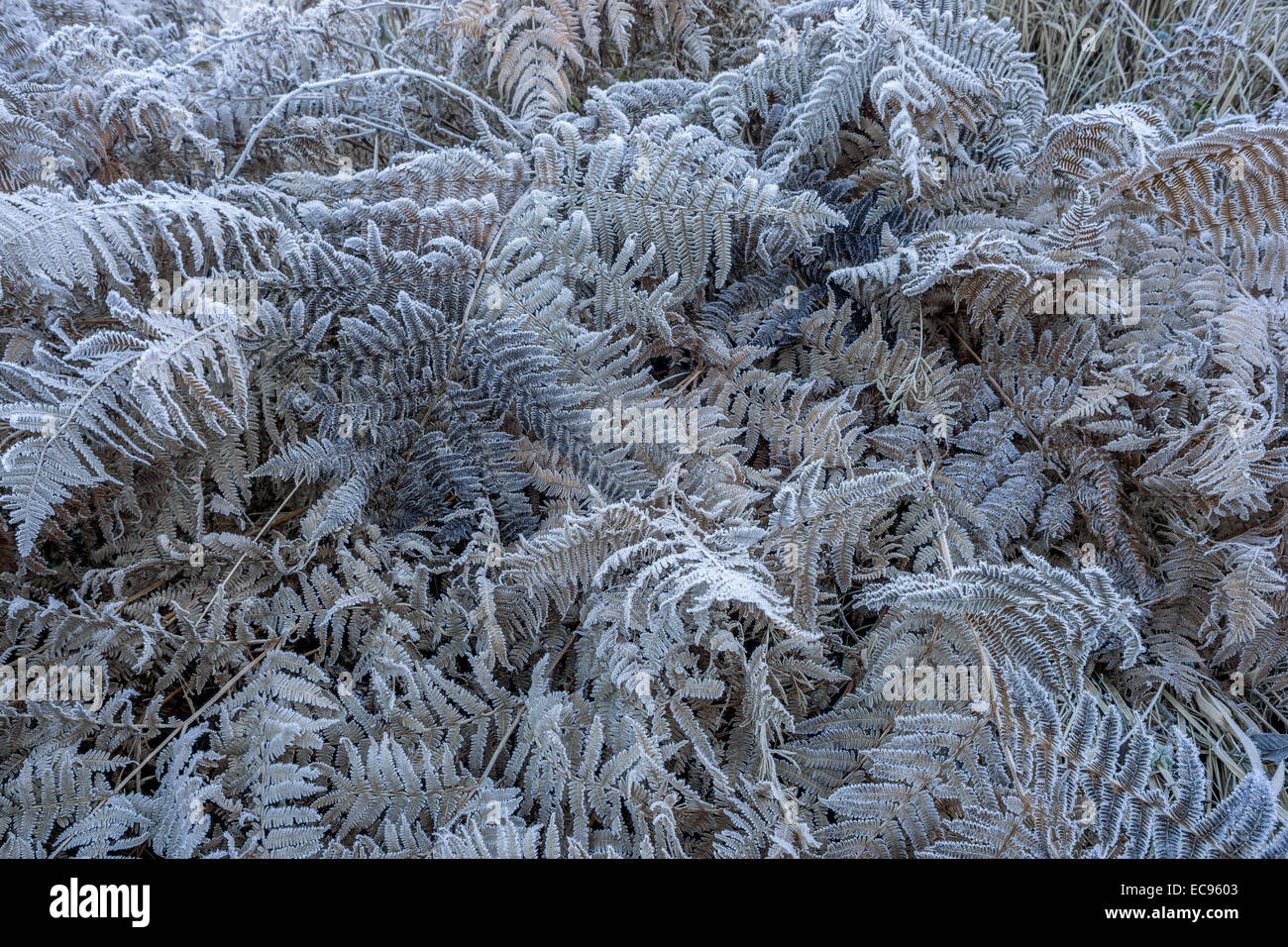 Frozen withered ferns frost covered cool cold chilly winter Stock Photo ...