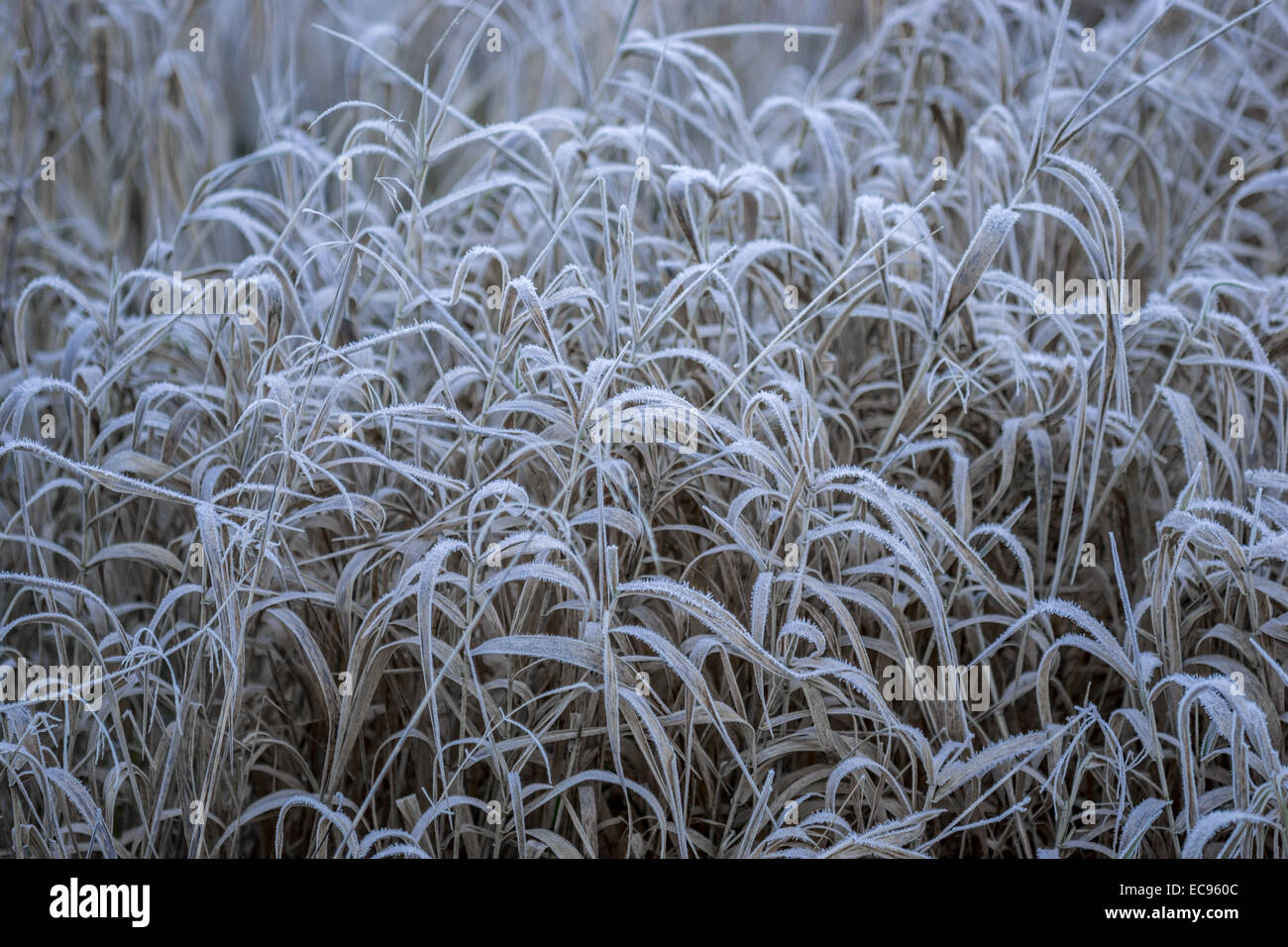 Frozen grass hi-res stock photography and images - Alamy