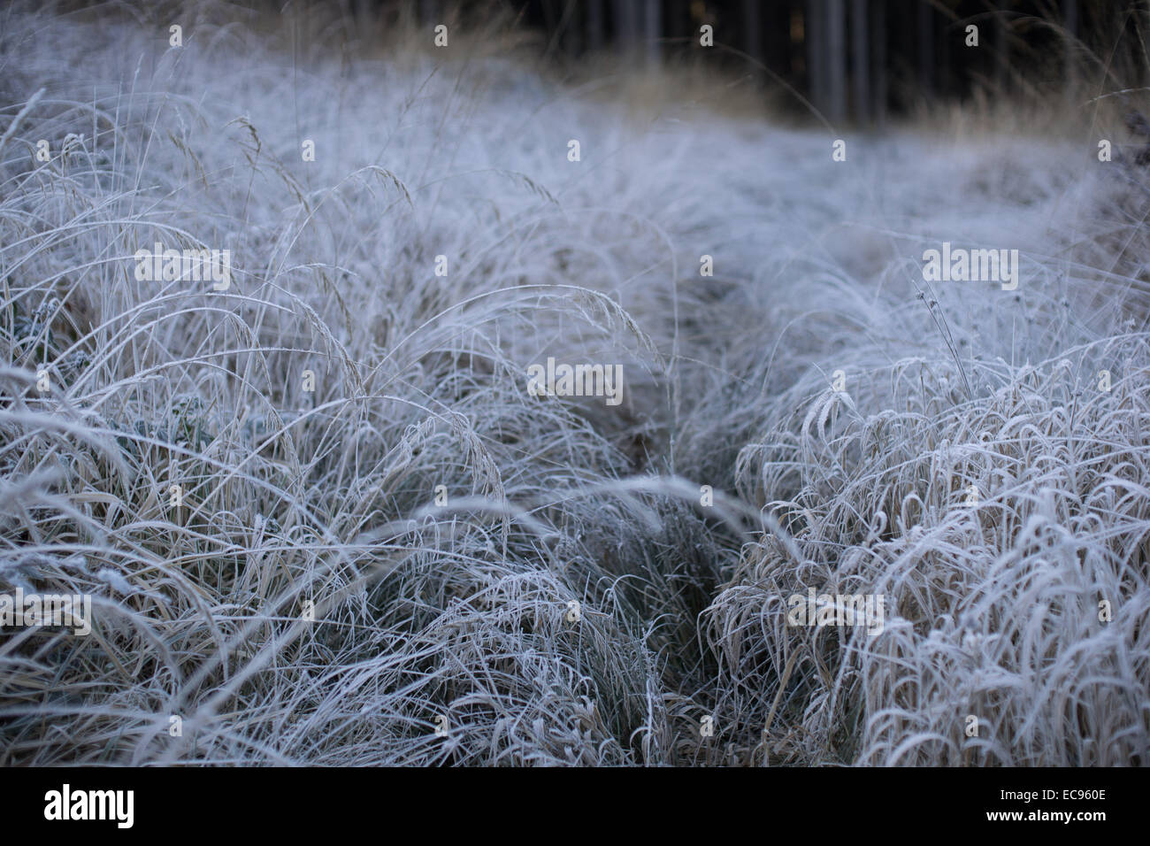 Frozen grass hi-res stock photography and images - Alamy