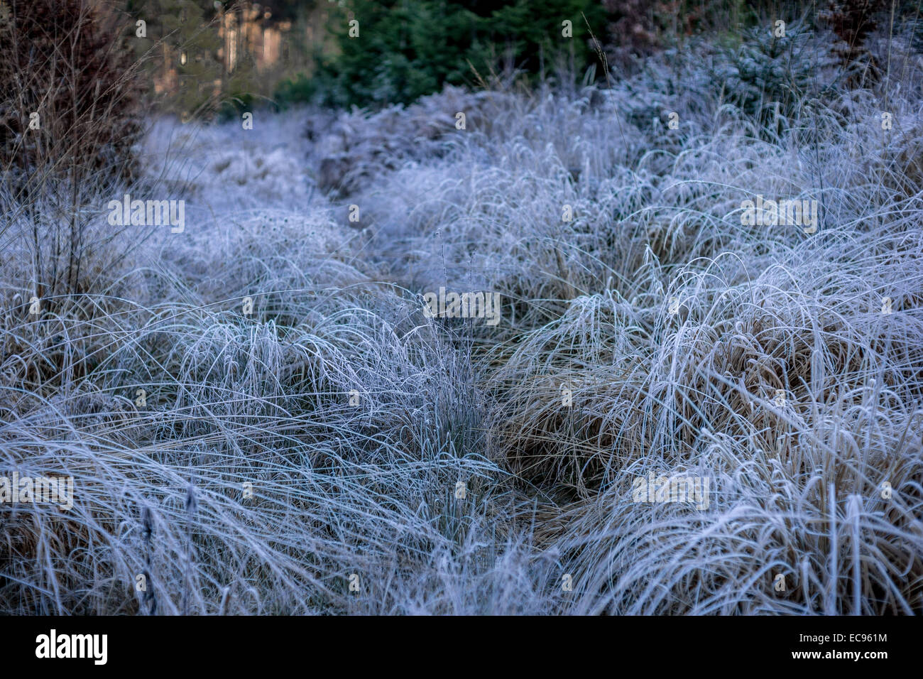 Frost covered grass hi-res stock photography and images - Alamy