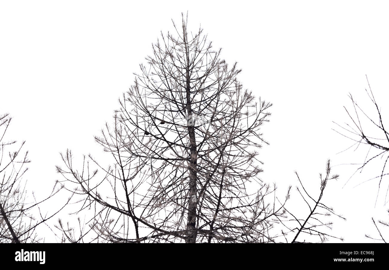 dry trees isolated on white background Stock Photo - Alamy