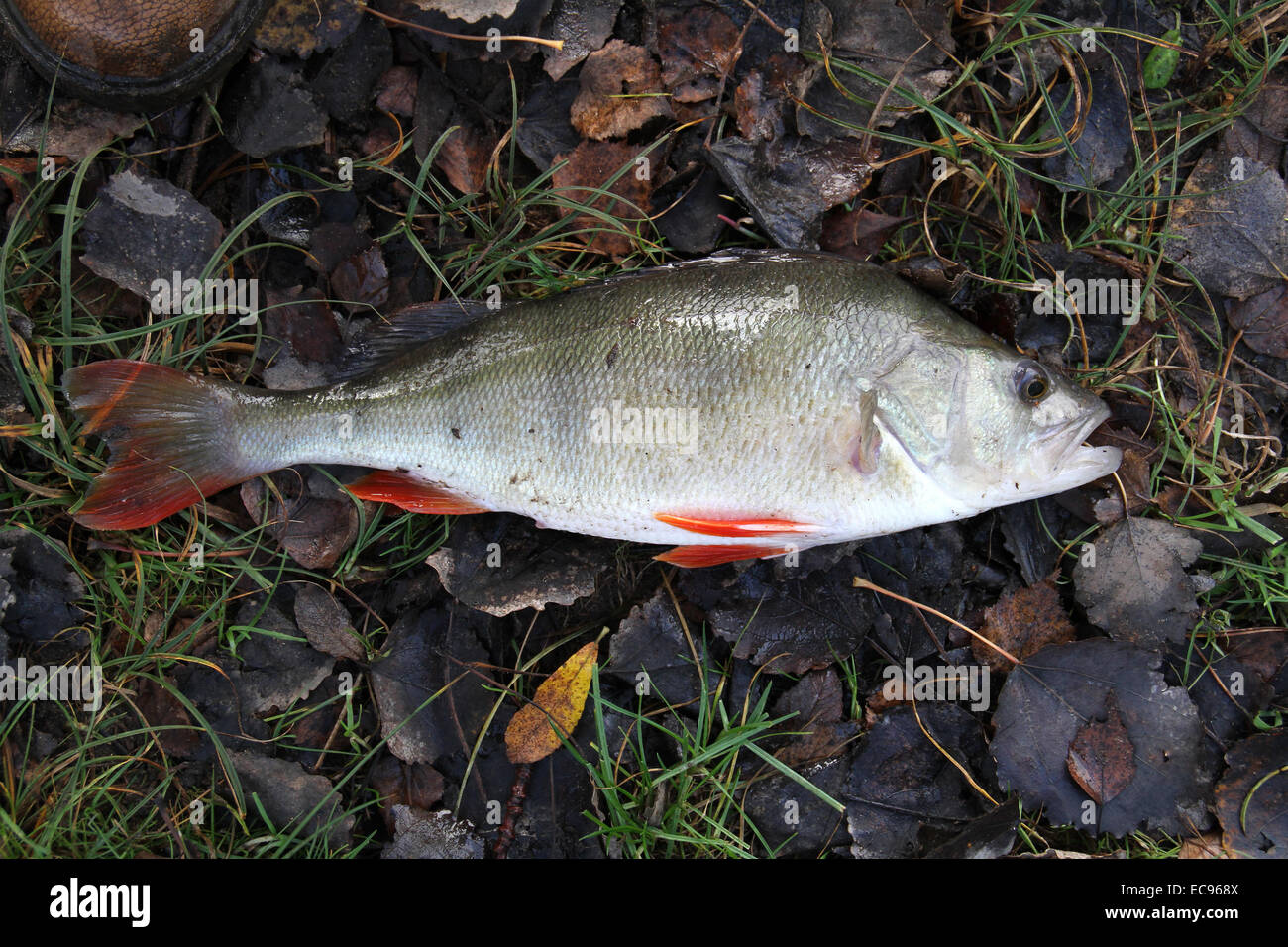 Commercial fish pond hi-res stock photography and images - Alamy