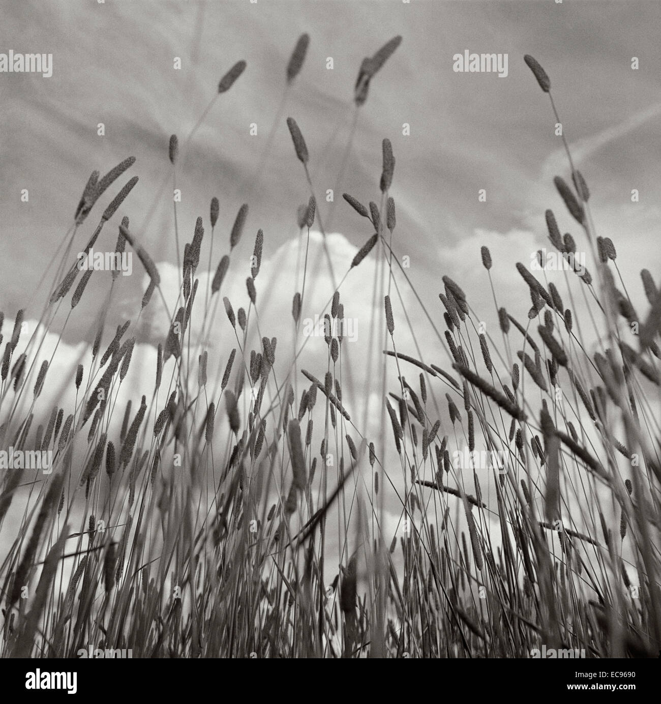 Tall hay grass blowing in hi-res stock photography and images - Alamy