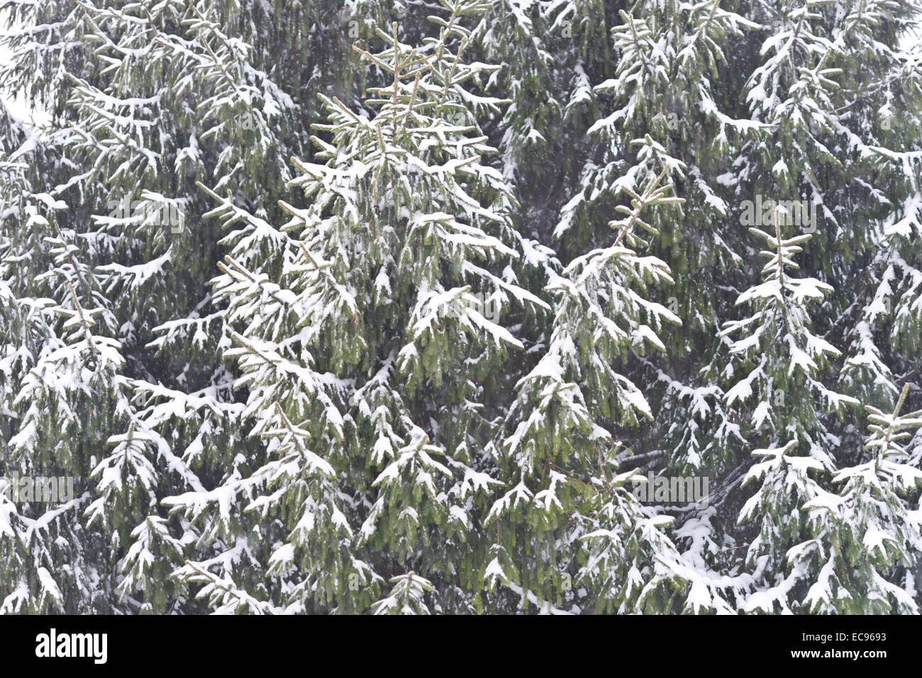 Evergreen trees snow close up hi-res stock photography and images - Alamy