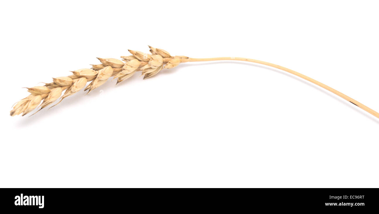 wheat ear isolated on white background Stock Photo - Alamy