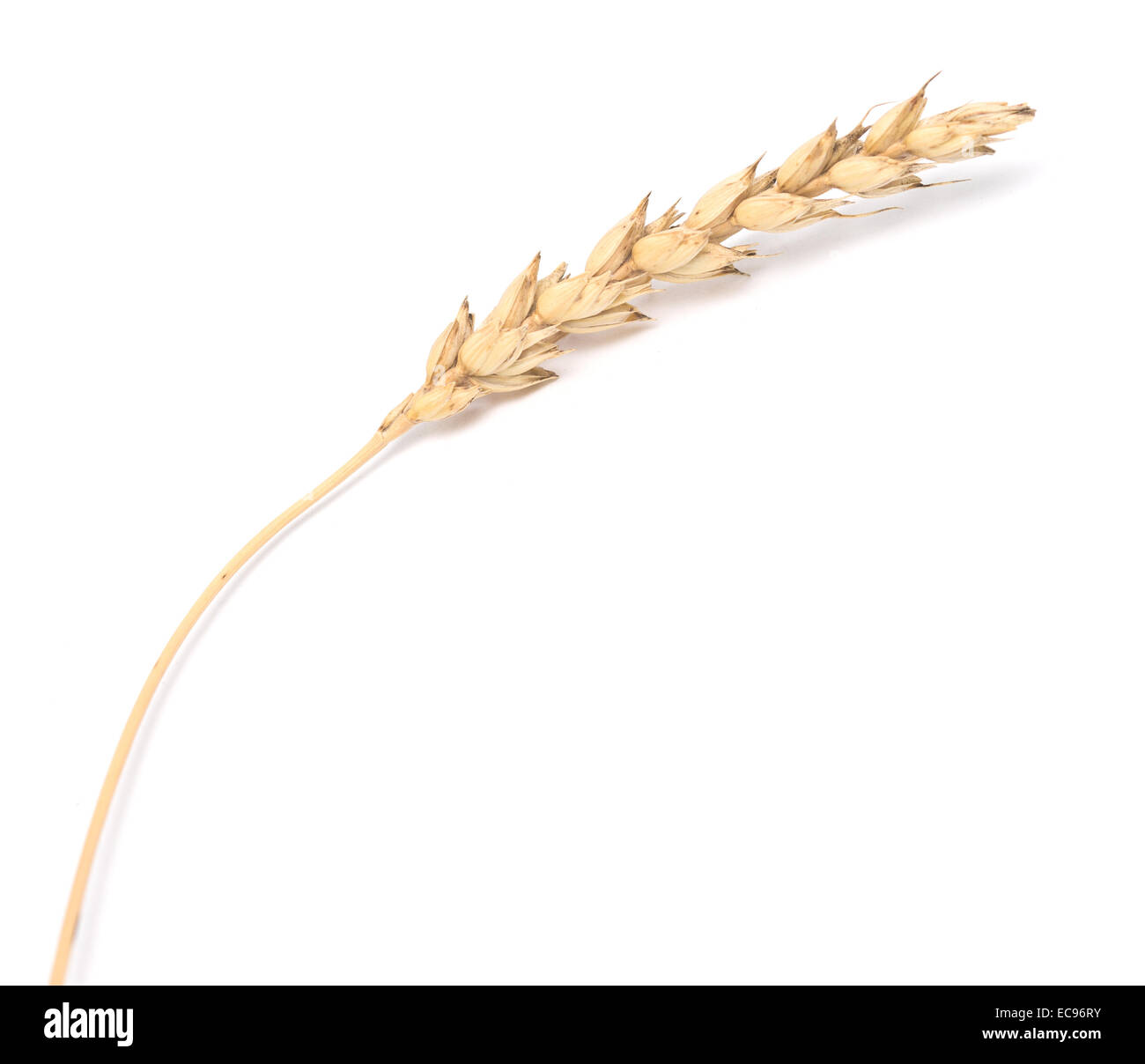wheat ear isolated on white background Stock Photo - Alamy