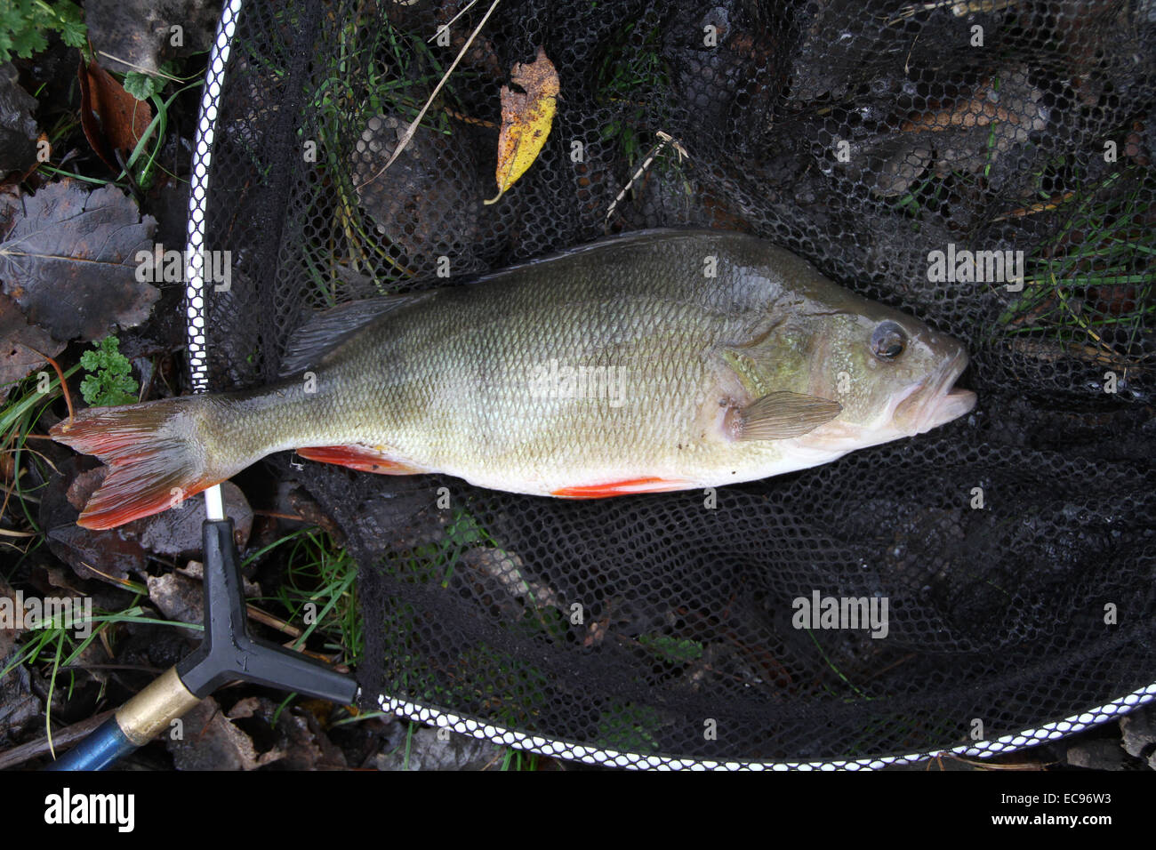 Large fresh water Perch caught in commercial fishing pond and returned ...