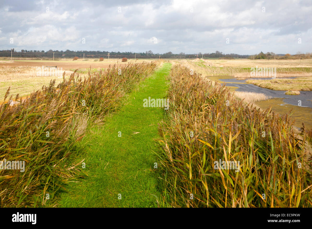 Green grass path between reeds on the flood defence sea wall near ...