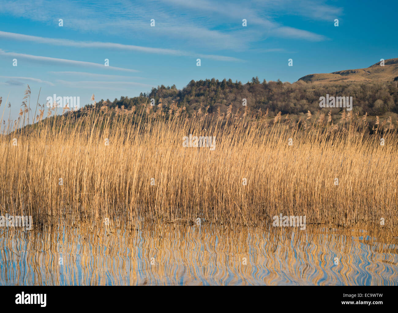 Reeds growing on the edge of Glencar Lake, County Sligo, Ireland Stock ...