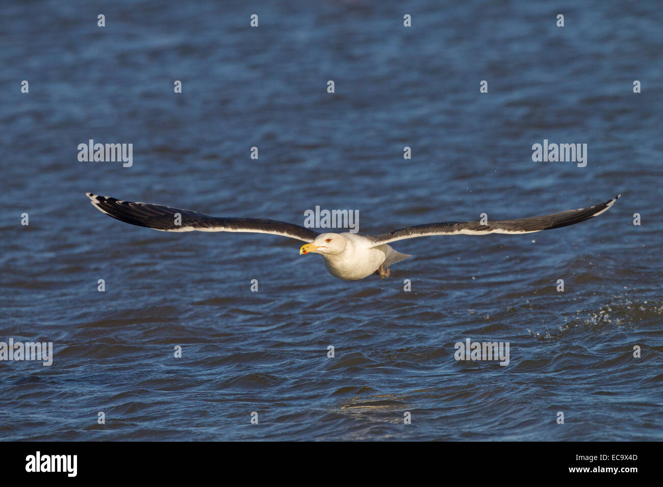 Lesser Black-backed Gull Larus fuscus in flight over the sea Stock ...