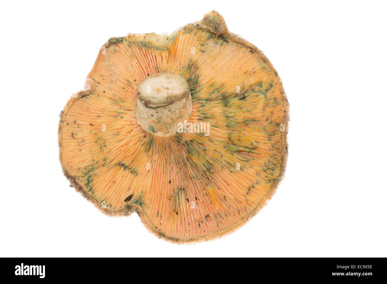 Lactarius deliciosus mushroom bottom view over white background Stock ...