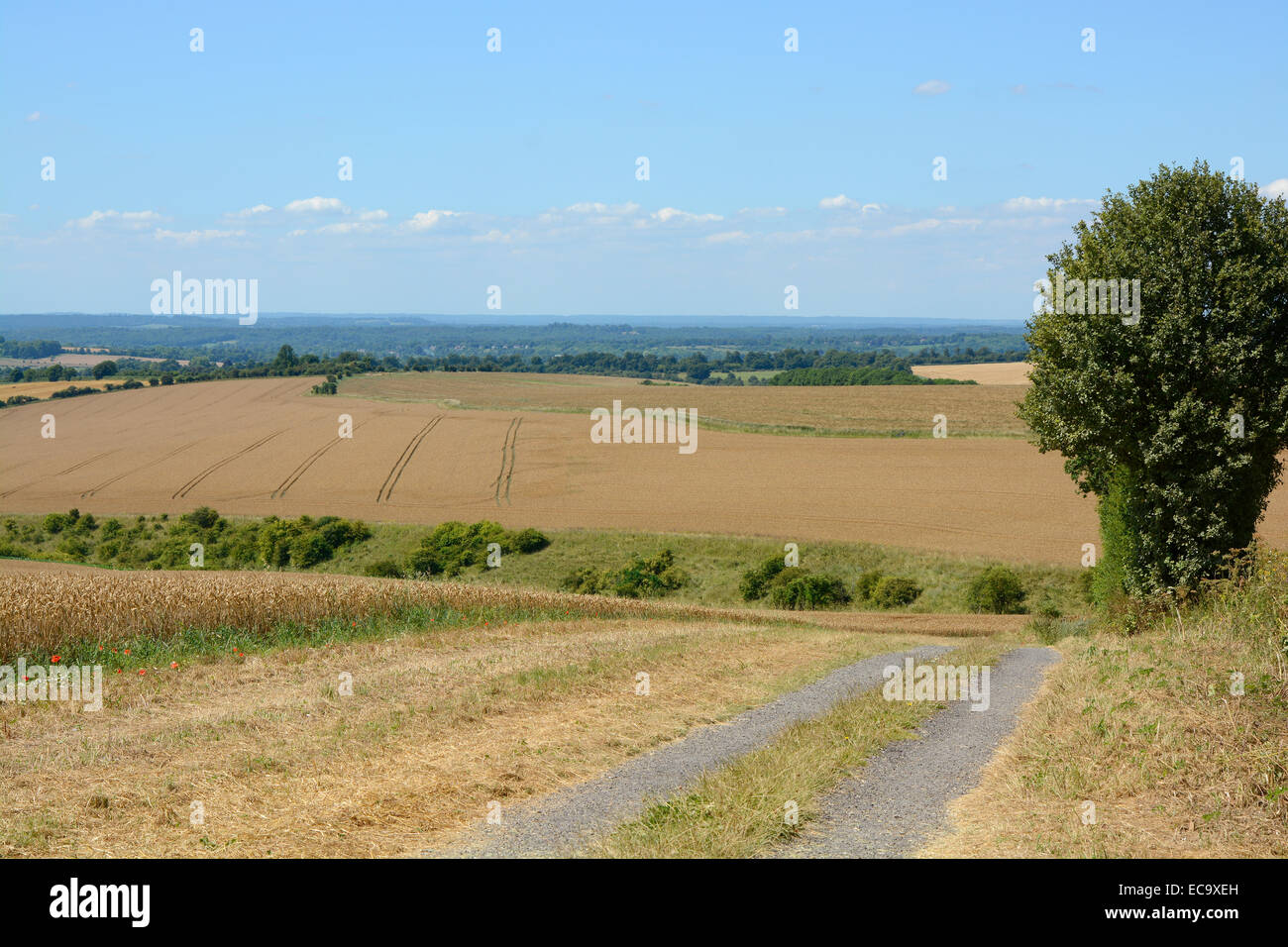 Fields of arable crops on Chilton Down near Winchester. Hampshire ...
