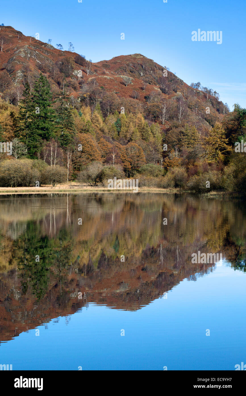 Yew trees with autumn leaves hi-res stock photography and images - Alamy