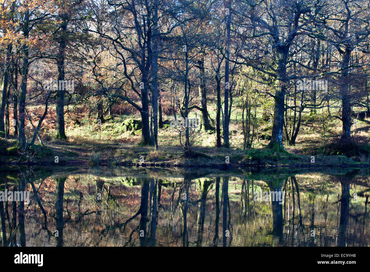 Autumn Trees on the Bank of Yew Tree Tarn near Coniston Lake District ...