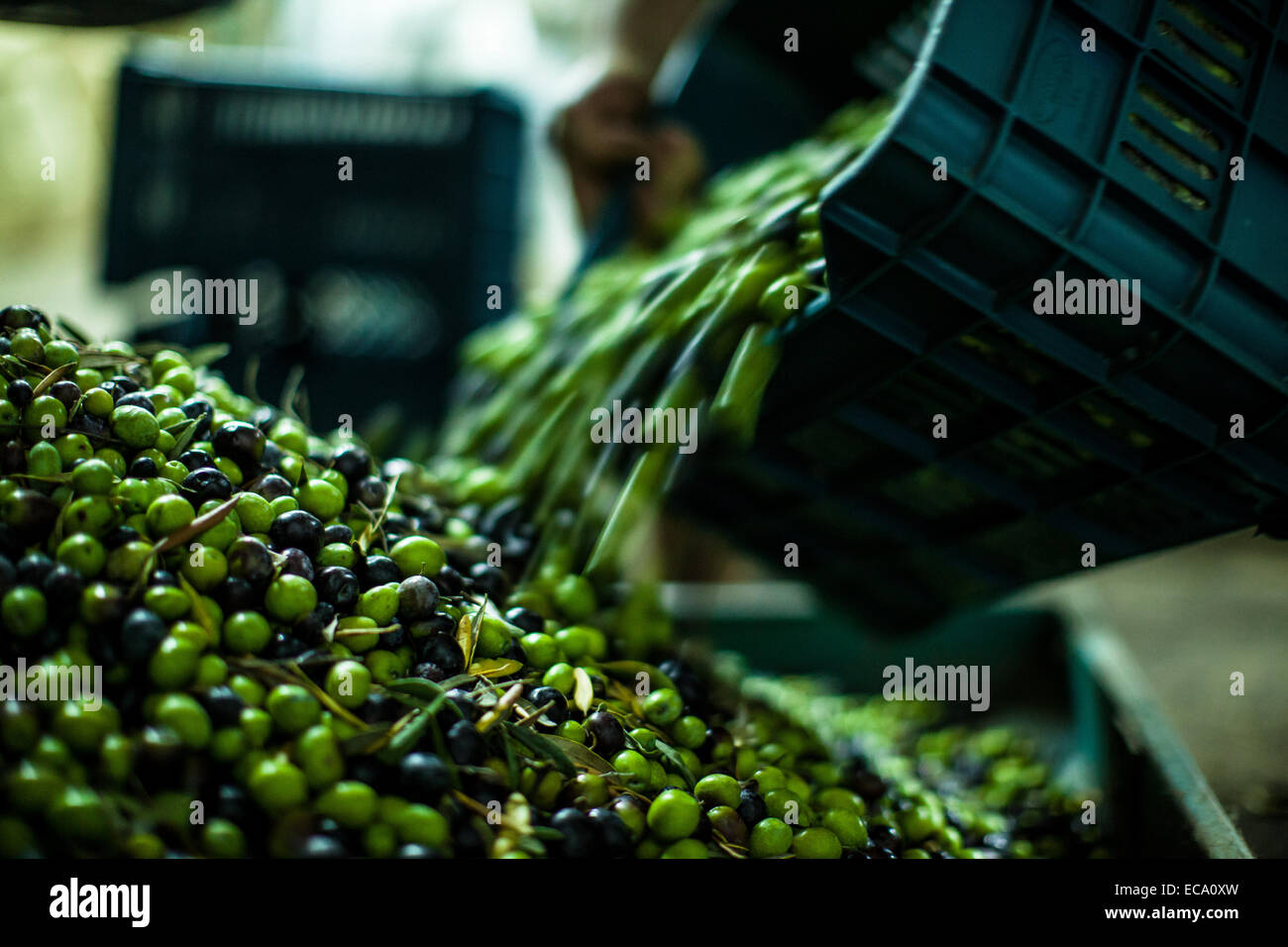 Picked olives hi-res stock photography and images - Alamy