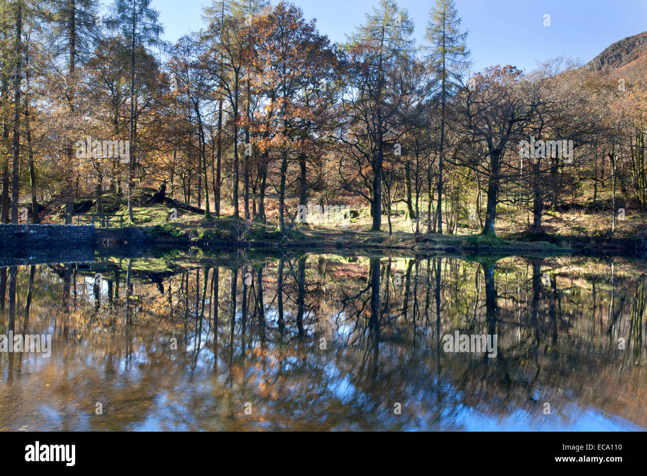 Yew trees with autumn leaves hi-res stock photography and images - Alamy