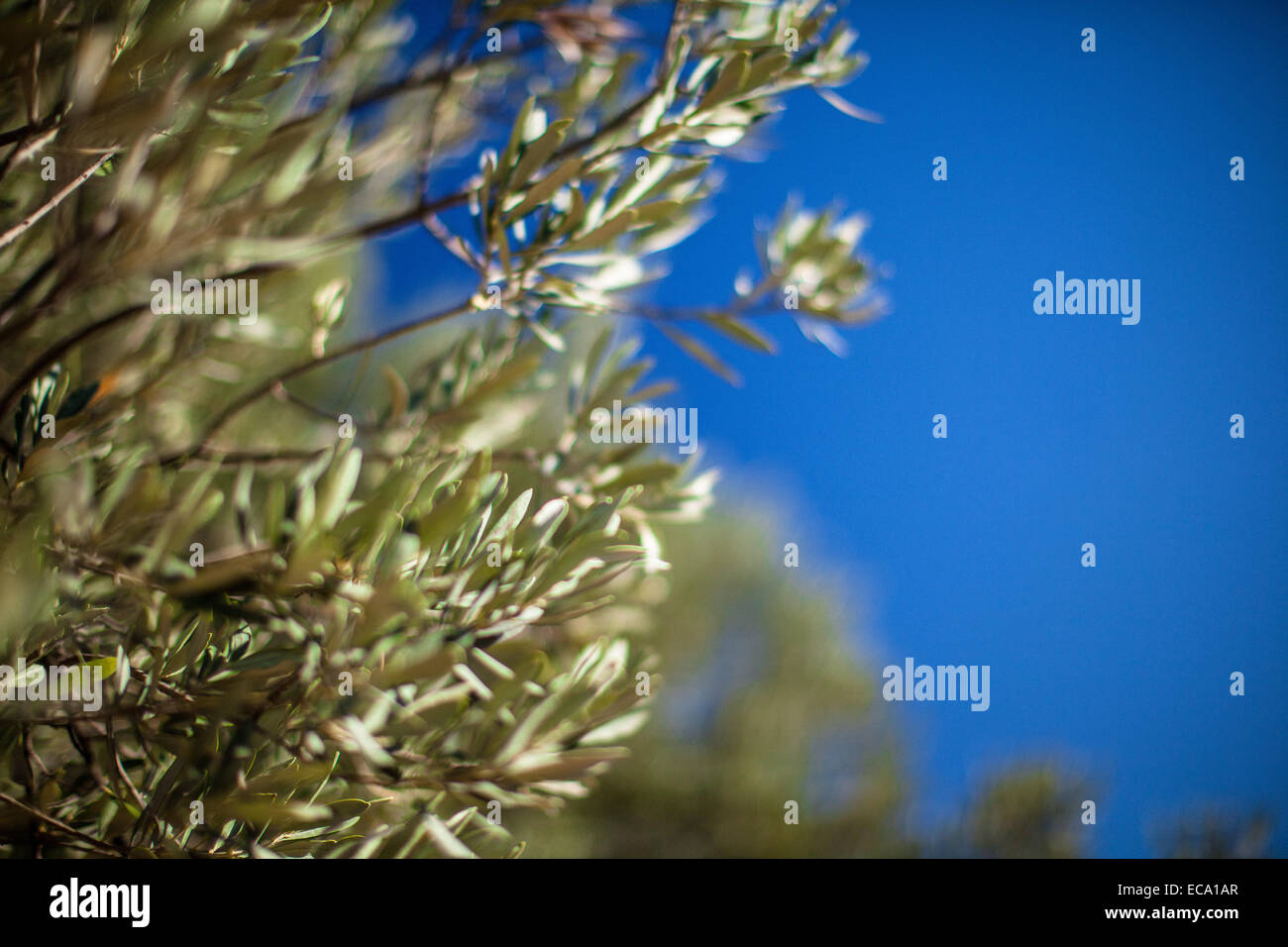 Olive tree branch Stock Photo - Alamy