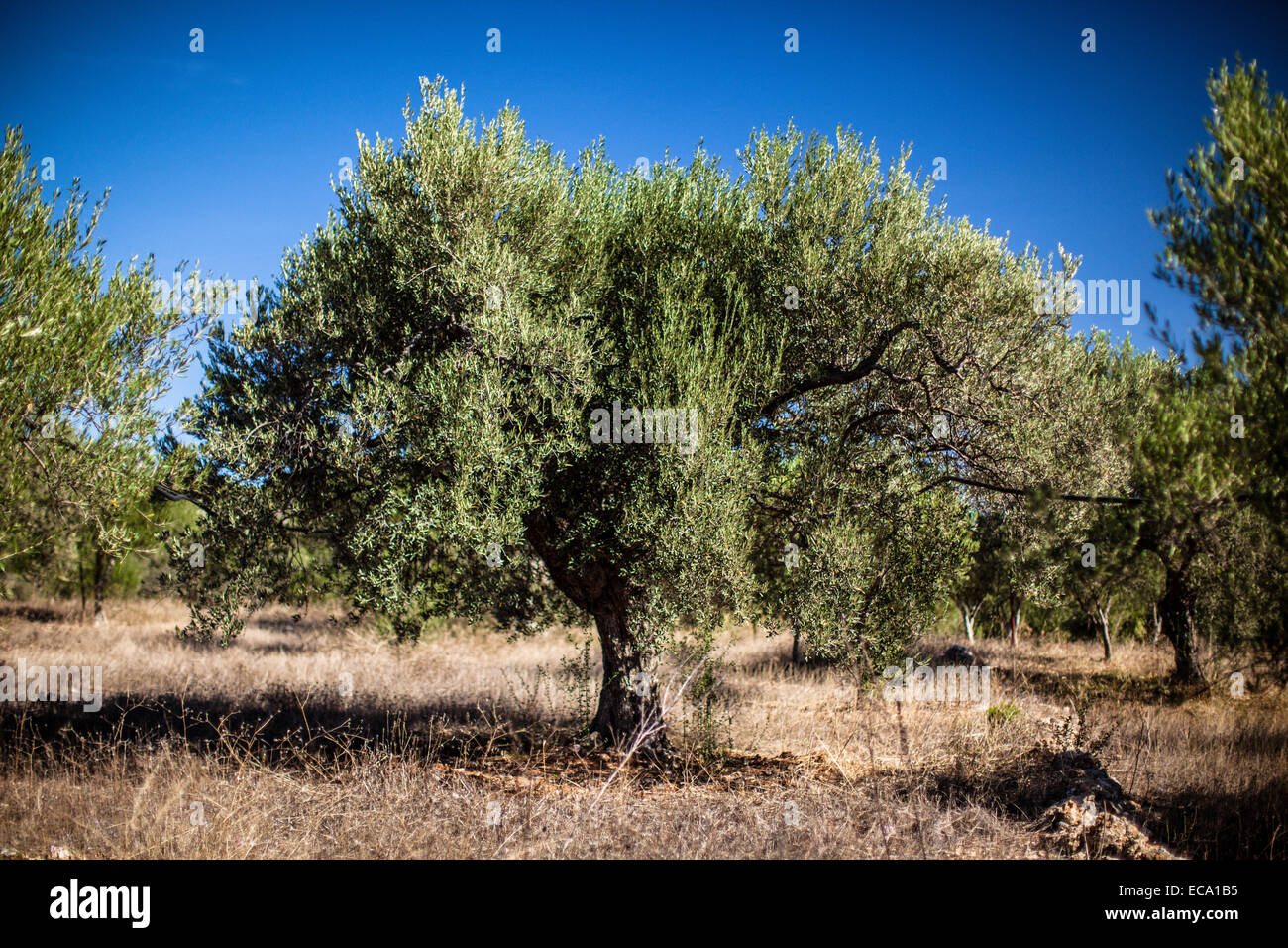 Olive tree field hi-res stock photography and images - Alamy