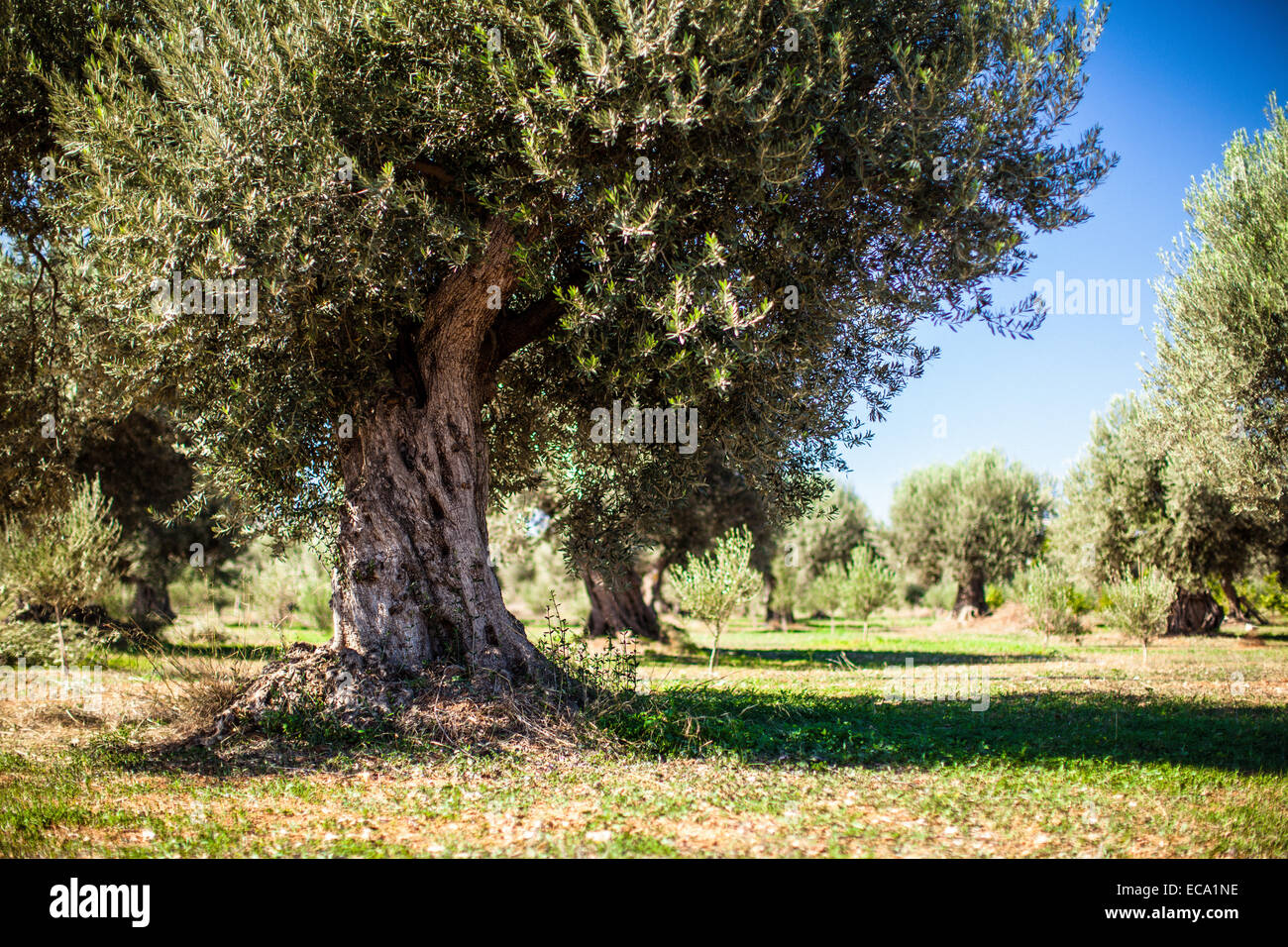 Olive tree field hi-res stock photography and images - Alamy