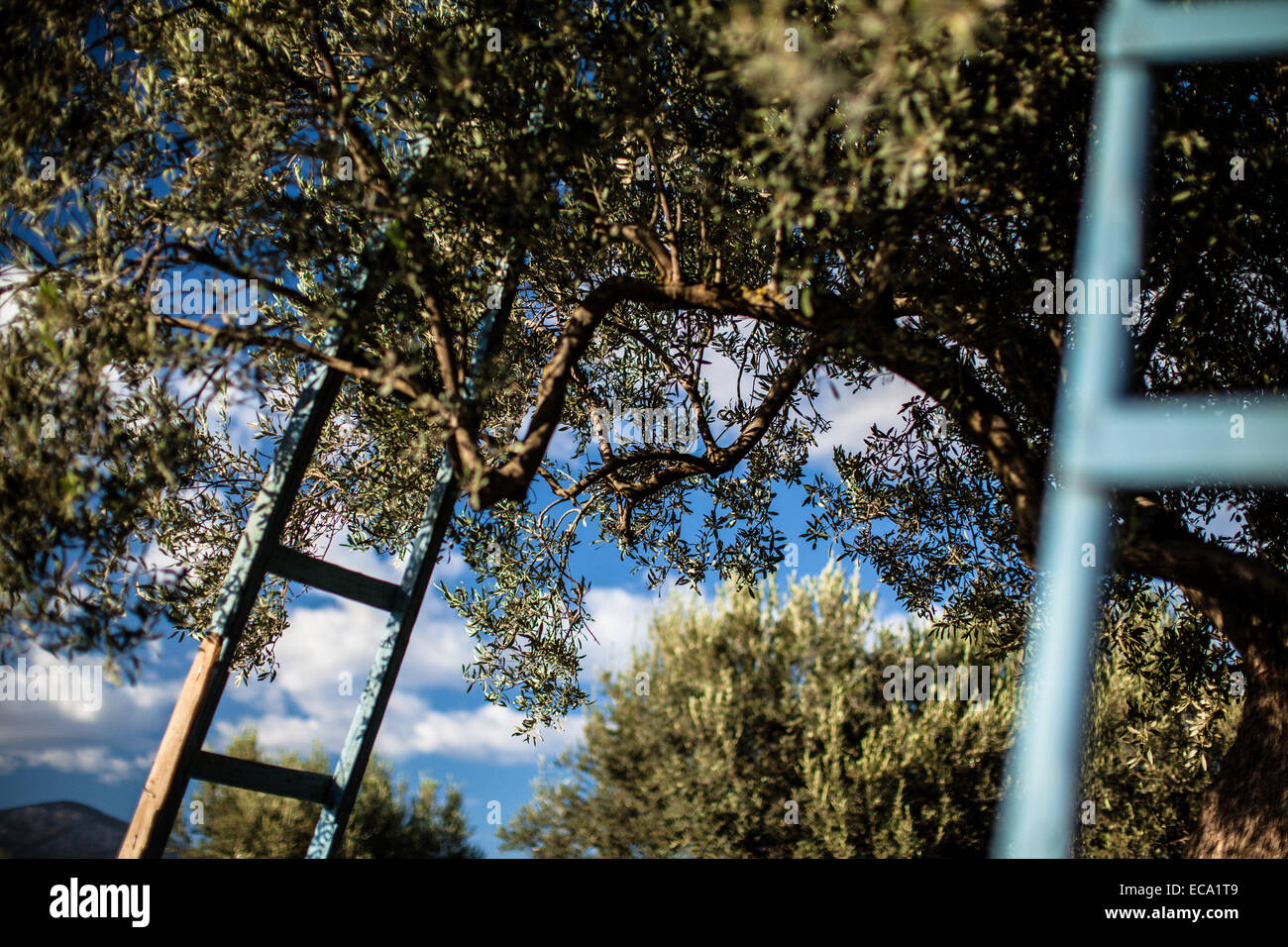 Ladders on olive tree Stock Photo - Alamy