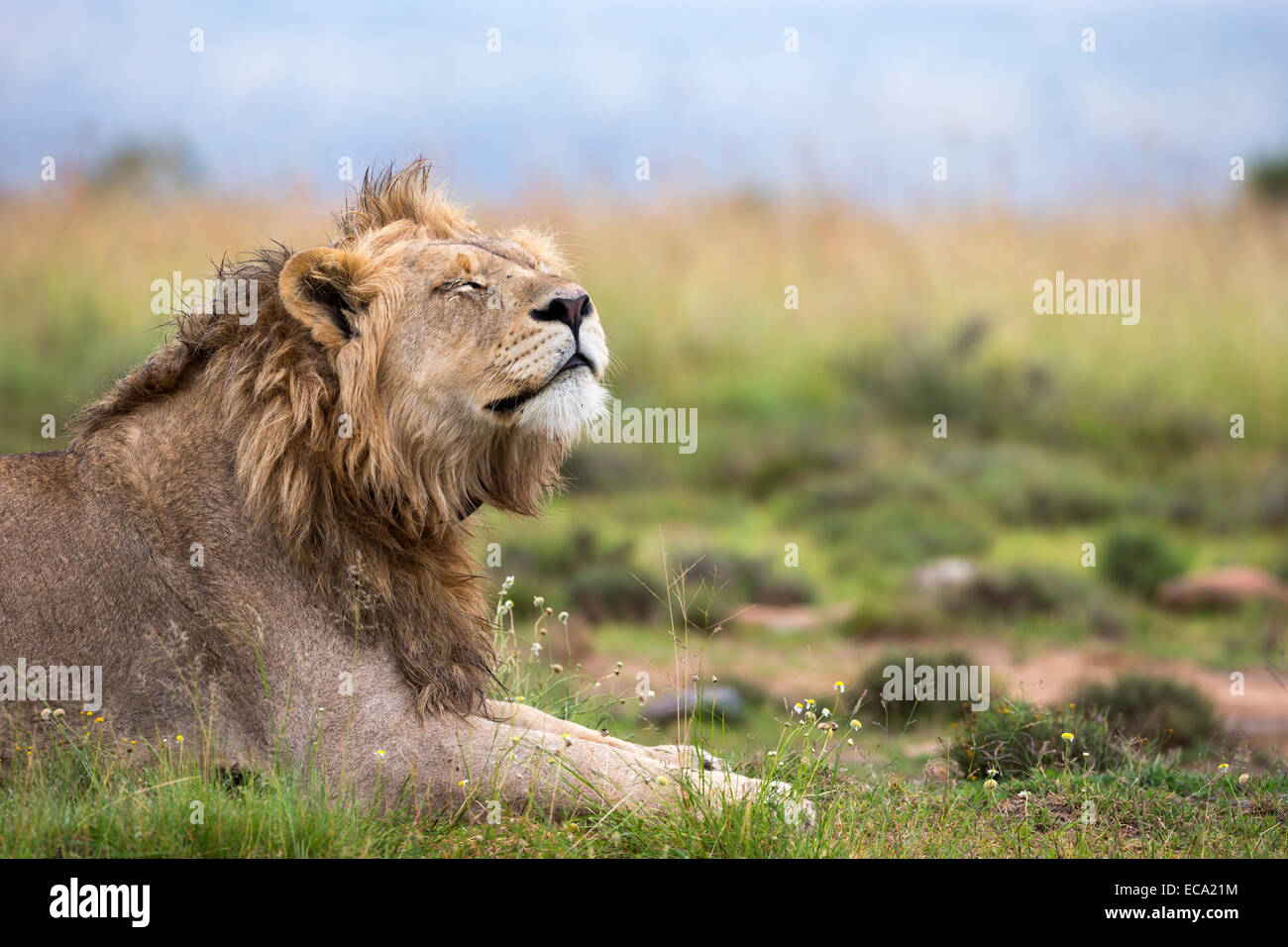 Smelling animal hi-res stock photography and images - Alamy