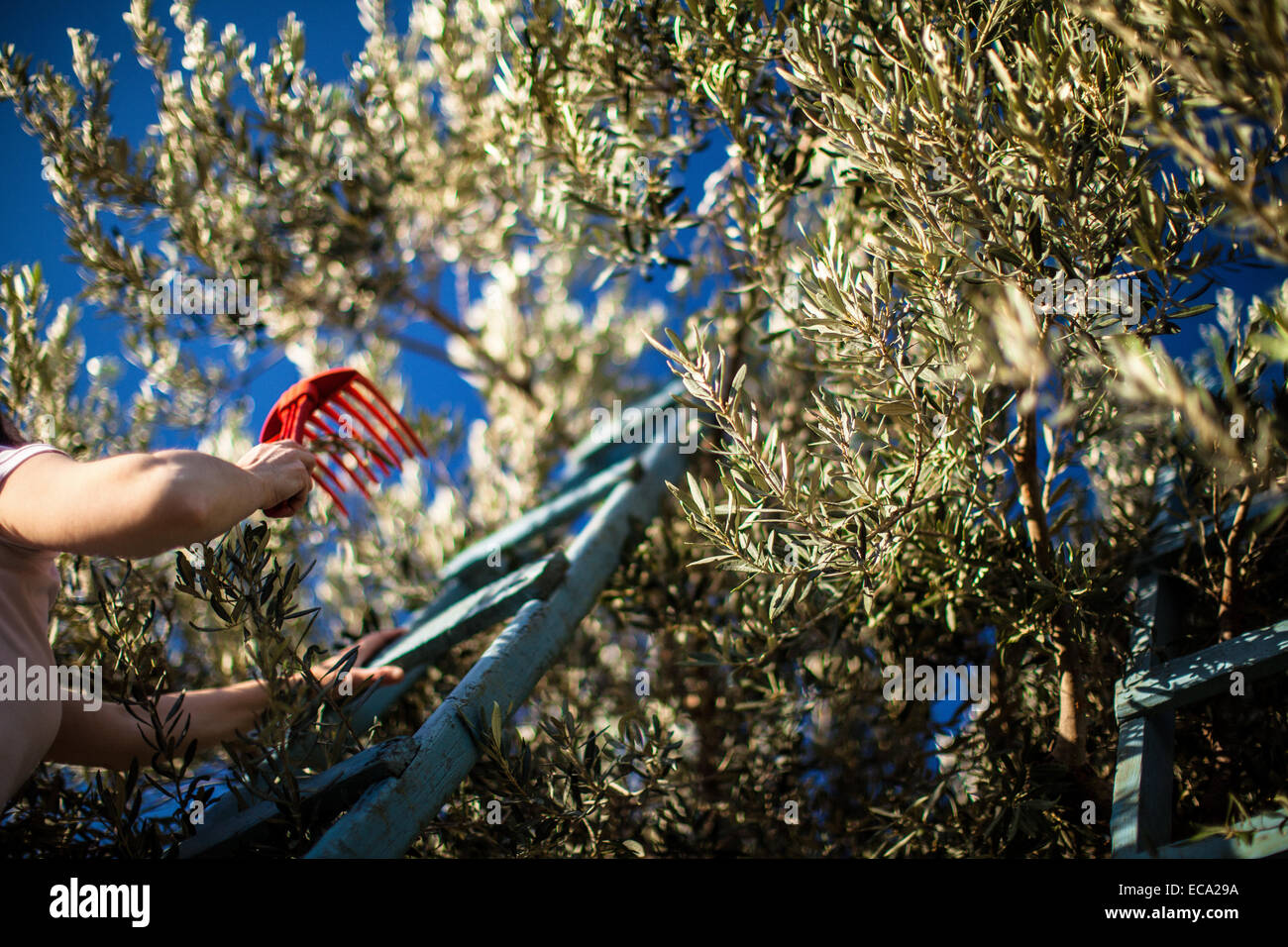 Olive tree with ladder hi-res stock photography and images - Alamy
