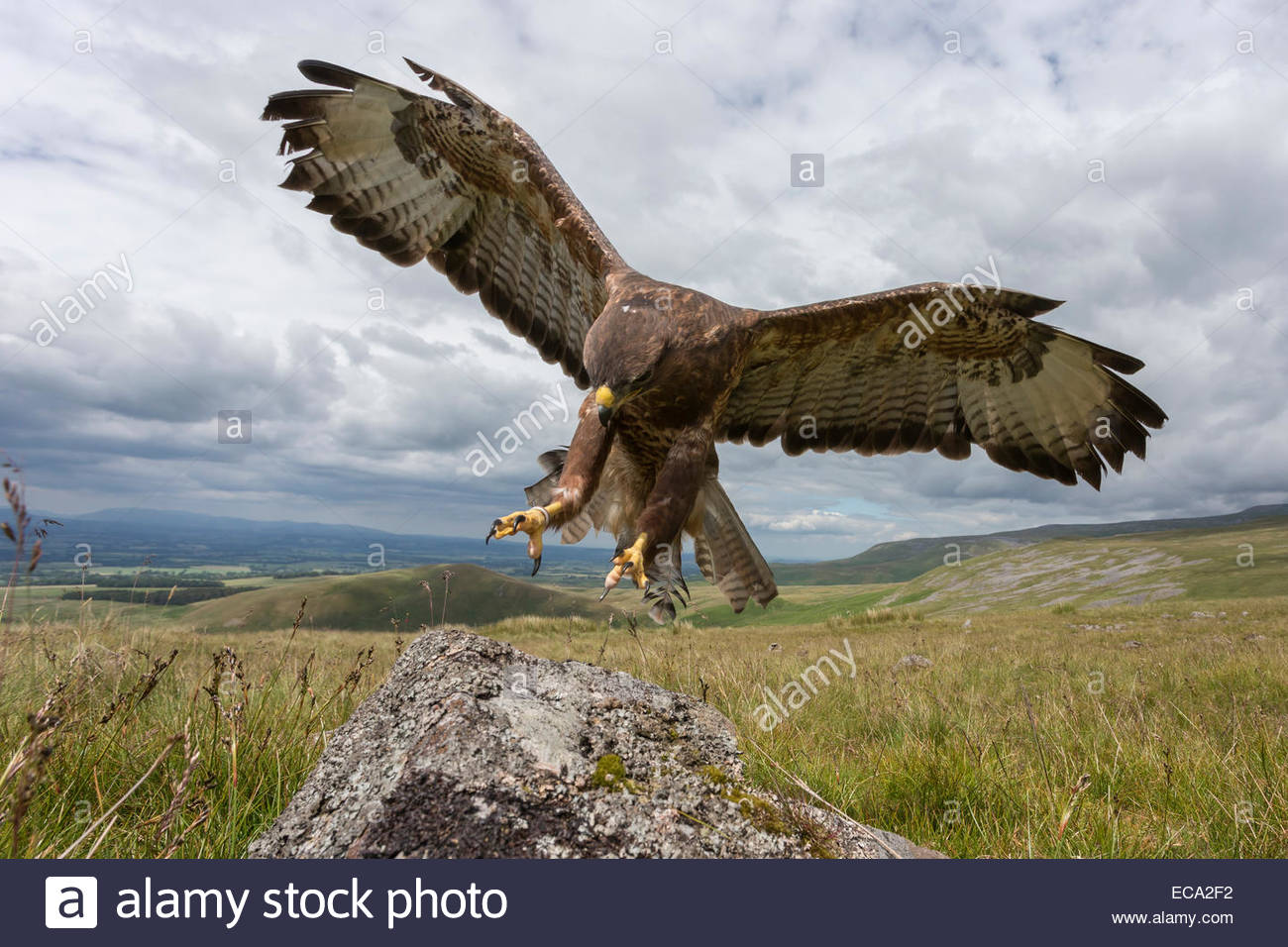 Buzzard Uk High Resolution Stock Photography and Images - Alamy