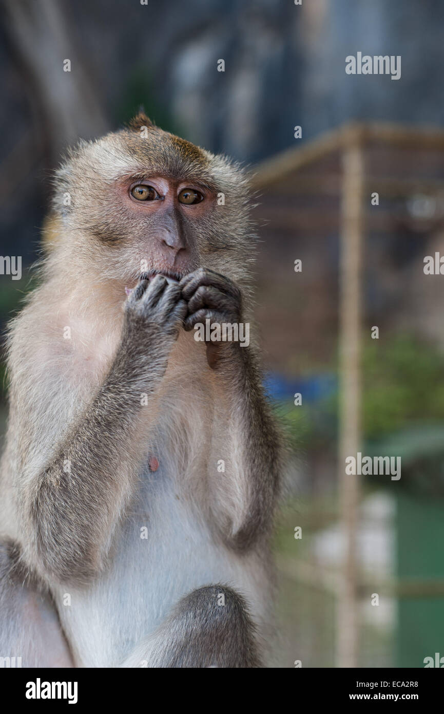 Monkey making eye contact while eating peanut at Tiger Cave Temple ...