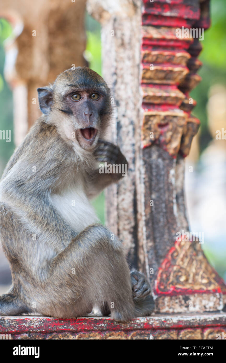 Monkey making a expression of surprise at Tiger Cave Temple, Krabi ...