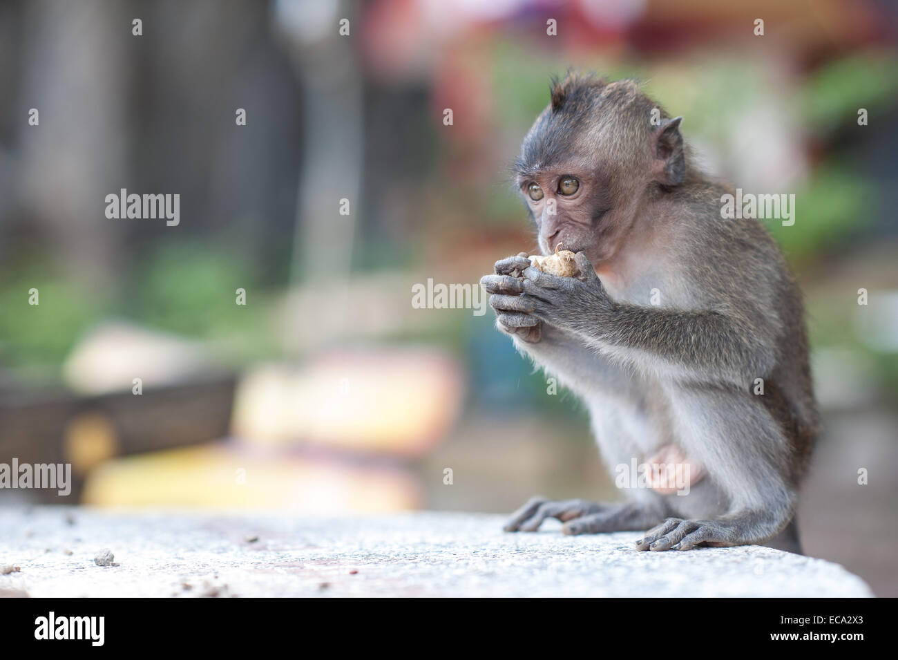 Adolescent monkey eating peanut tiger hi-res stock photography and ...