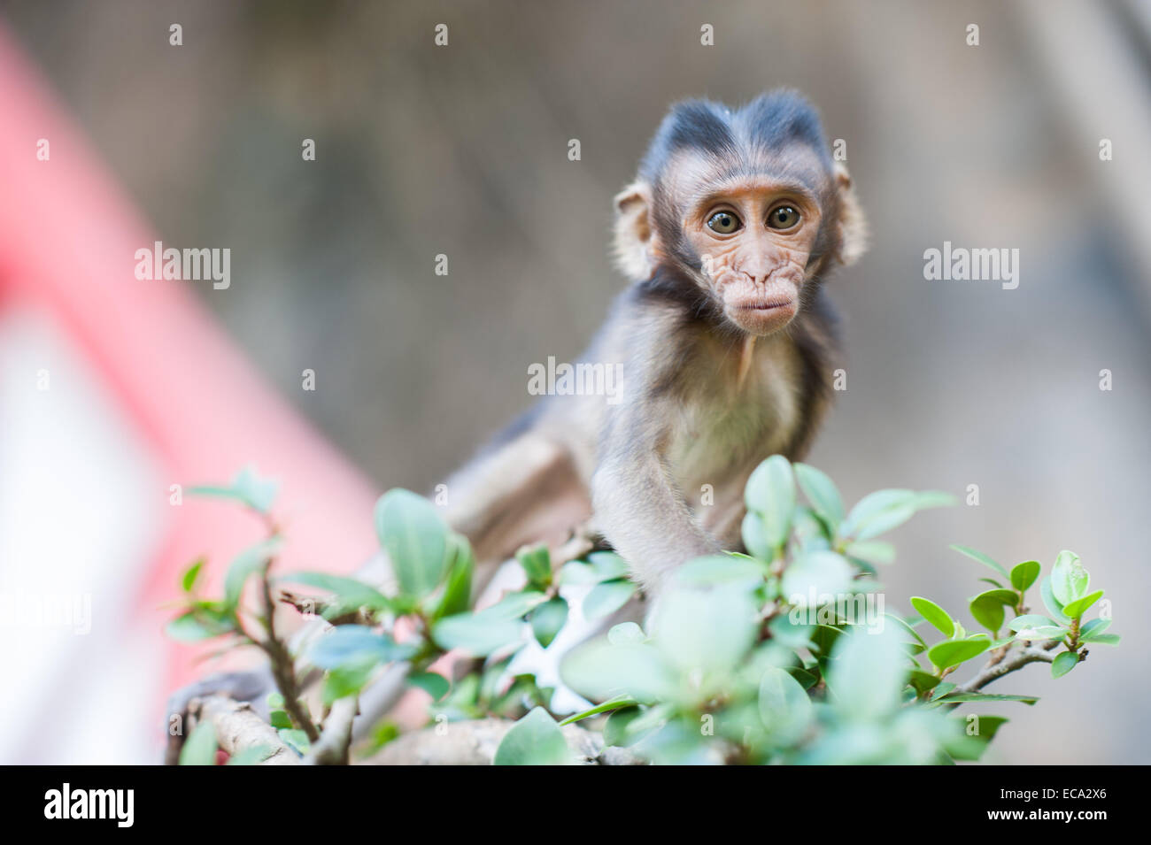 Monkey compound hi-res stock photography and images - Alamy