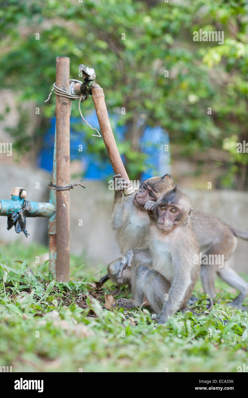 Monkey cave temple hi-res stock photography and images - Alamy