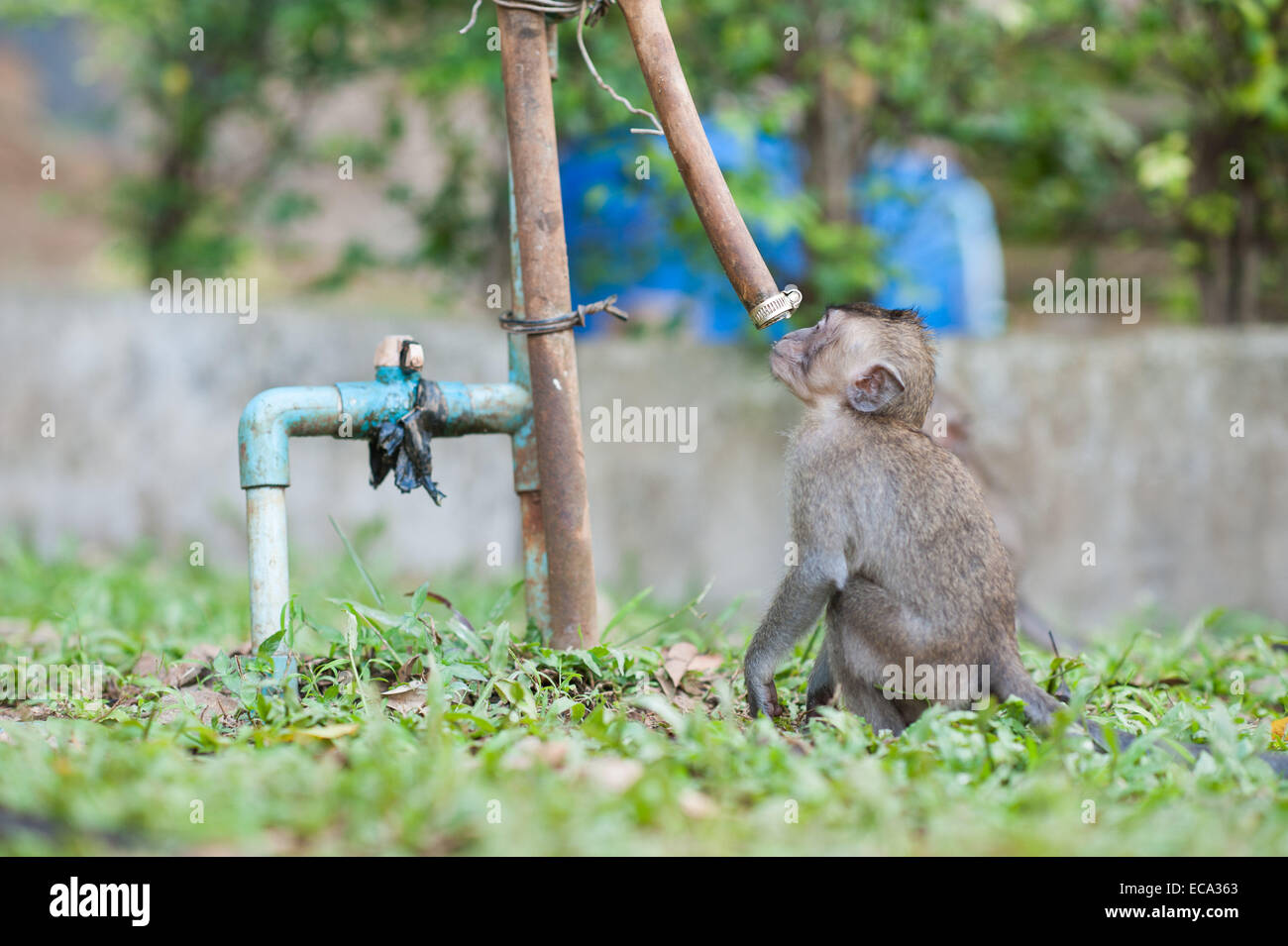 Monkey drinking water at Tiger Cave Temple, Krabi, Thailand Stock Photo ...