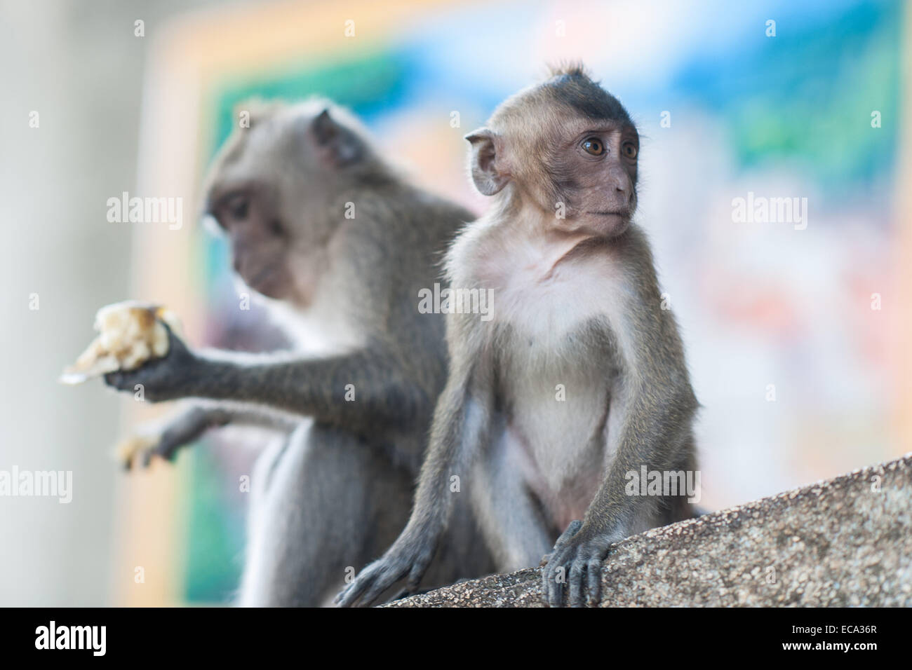 Monkeys at Tiger Cave Temple, Krabi, Thailand Stock Photo - Alamy