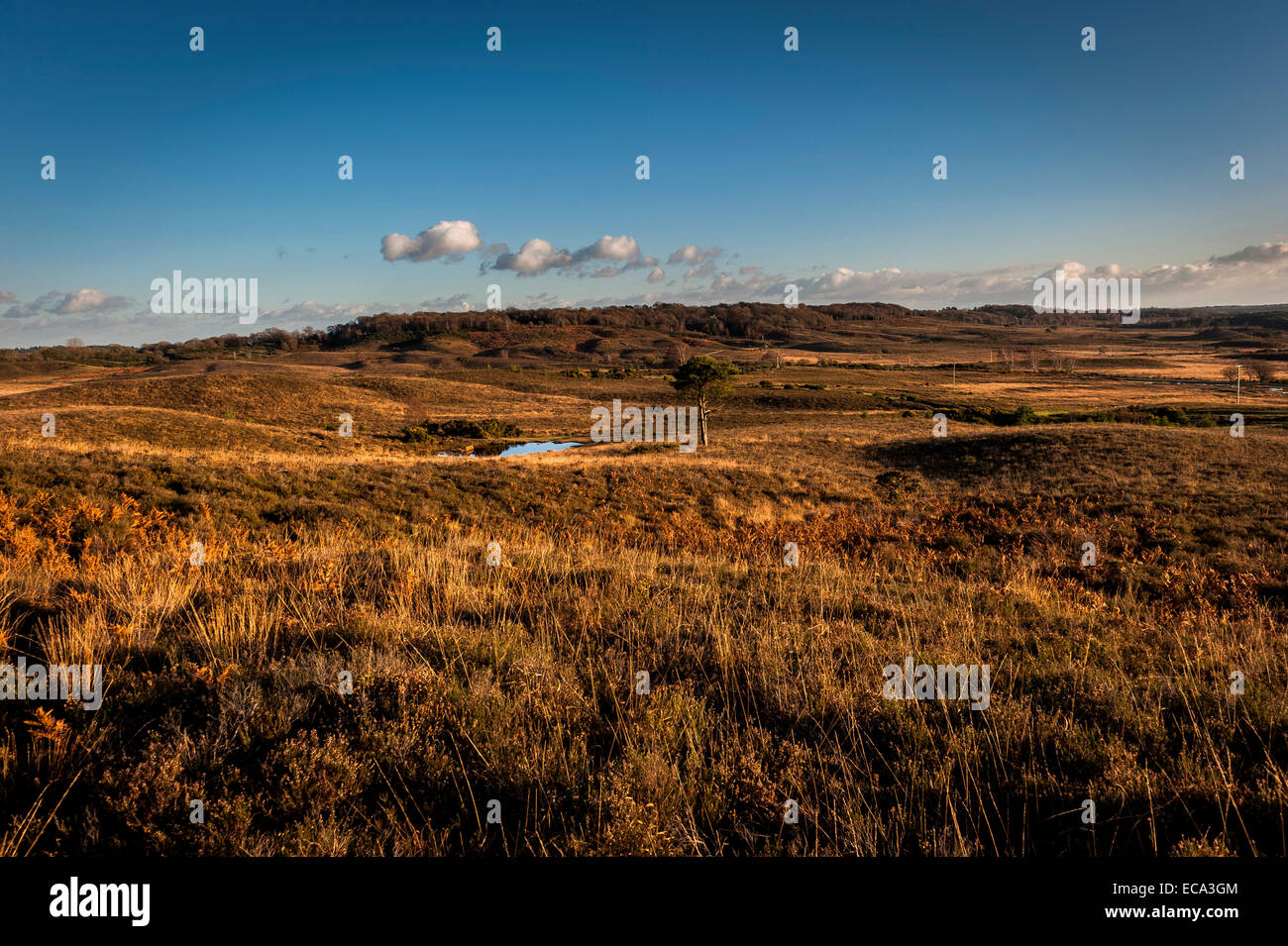 New forest landscape uk hi-res stock photography and images - Alamy