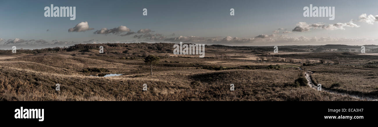 Vales Moor and Strodgemoor Bottom in The New Forest, Hampshire, UK ...