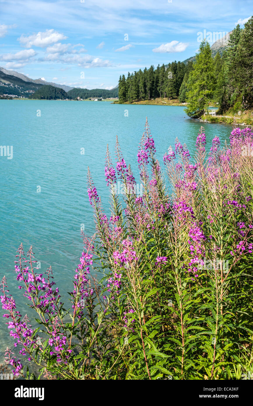 Colourful spring landscape at Lake Silvaplana, Engadine, Switzerland ...