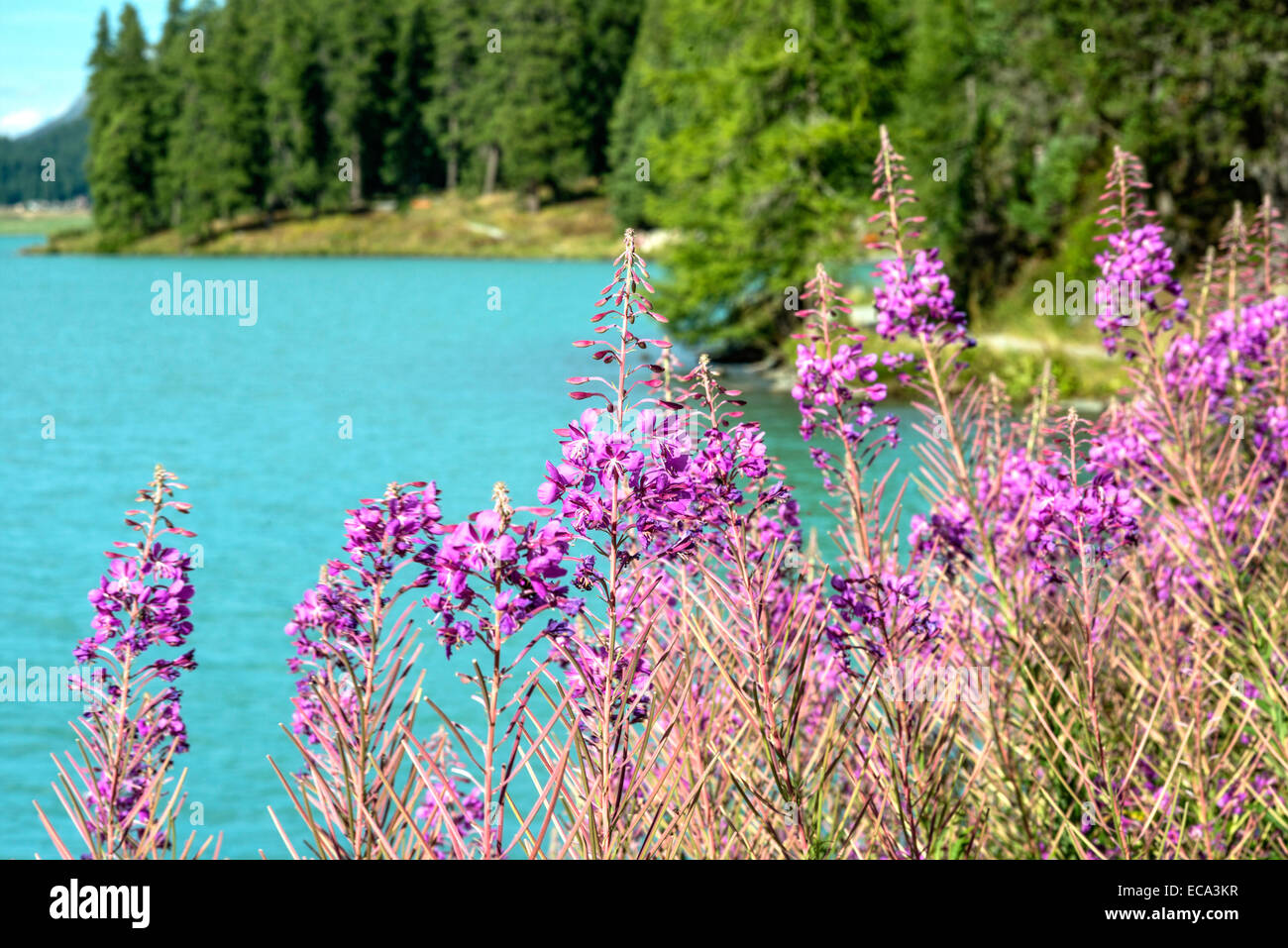 Colourful spring landscape at Lake Silvaplana, Engadine, Switzerland ...