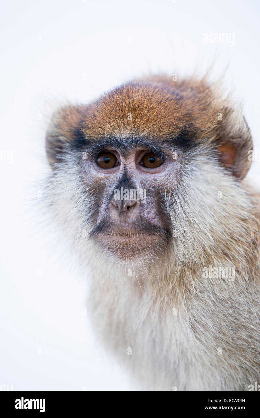 Patas Monkey (Erythrocebus patas), Nationalpark Djoudj, Senegal Stock ...