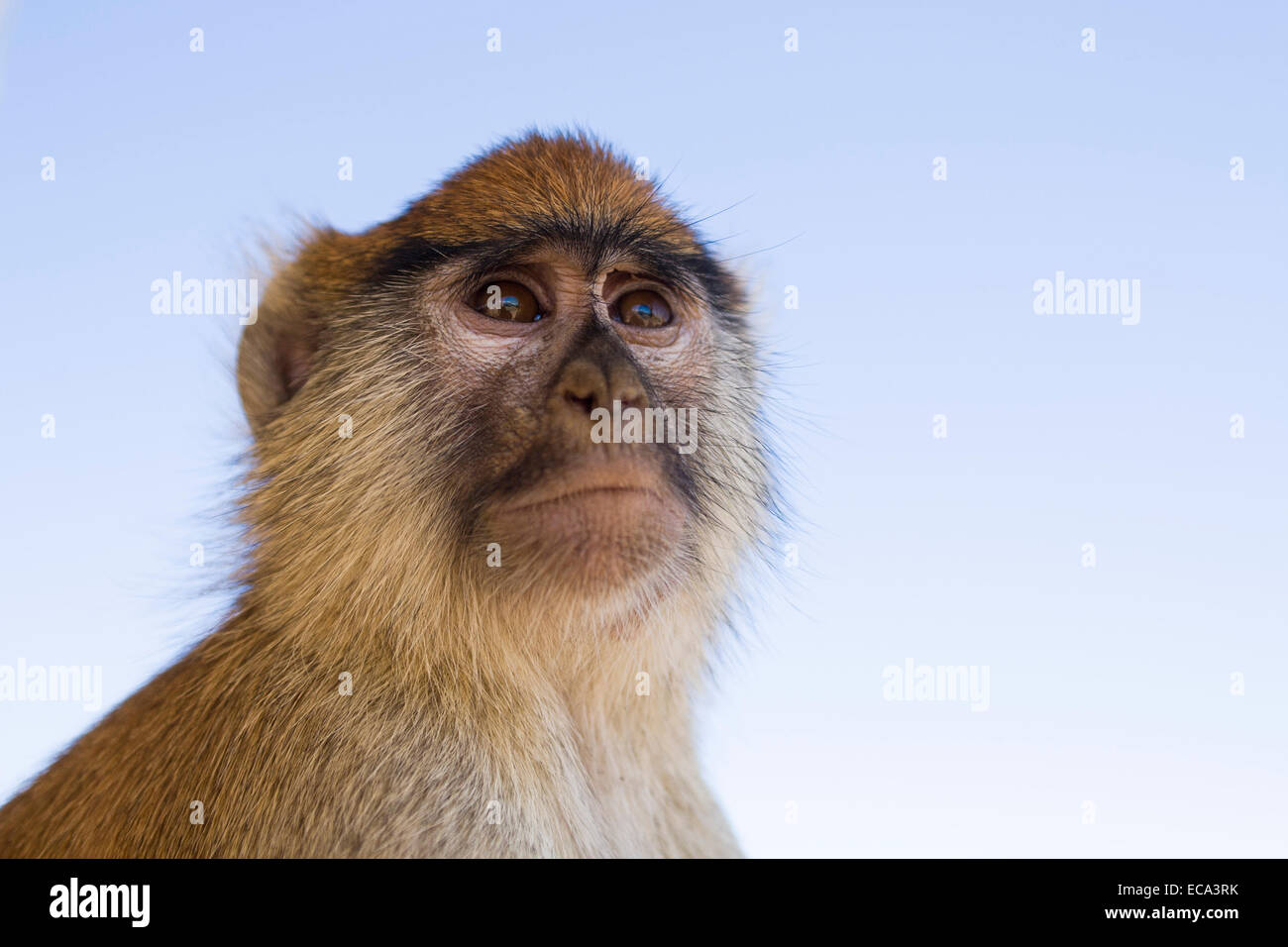 Patas Monkey (Erythrocebus patas), looking up, Nationalpark Djoudj ...