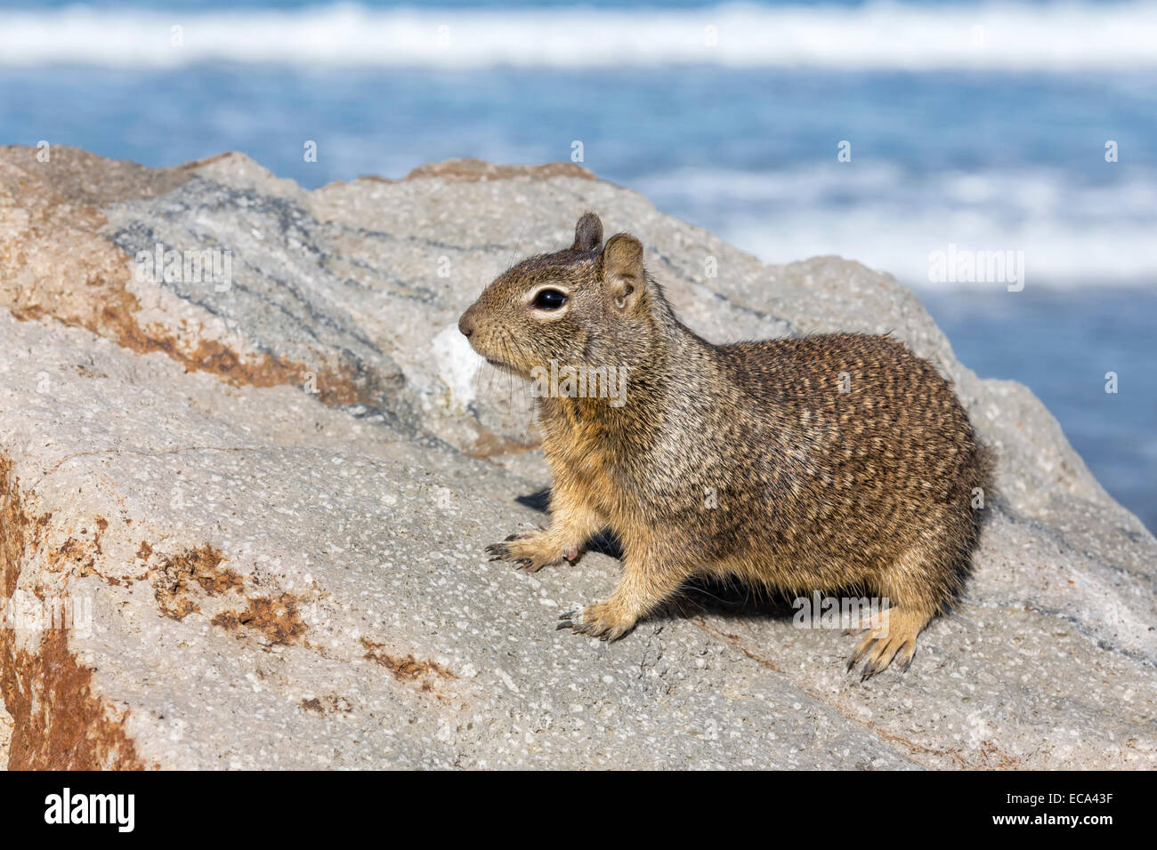 California Ground Squirrel Stock Photo - Alamy