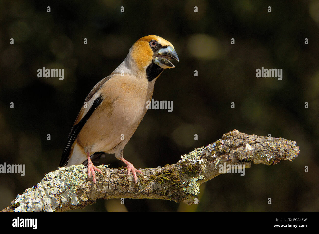 Hawfinch (Coccothraustes coccothraustes Stock Photo - Alamy