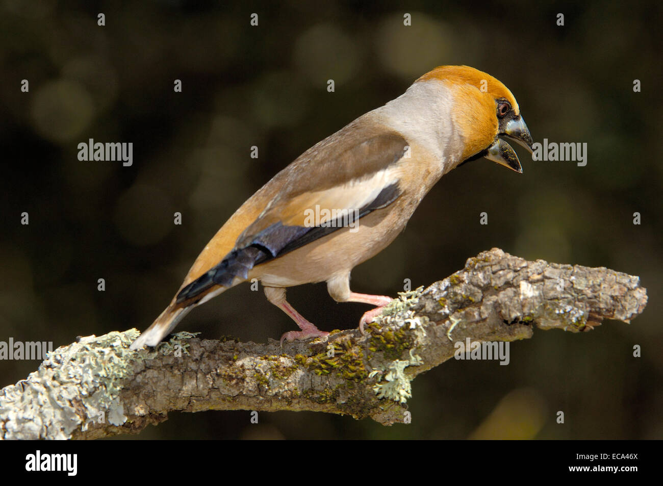 Hawfinch (Coccothraustes coccothraustes Stock Photo - Alamy
